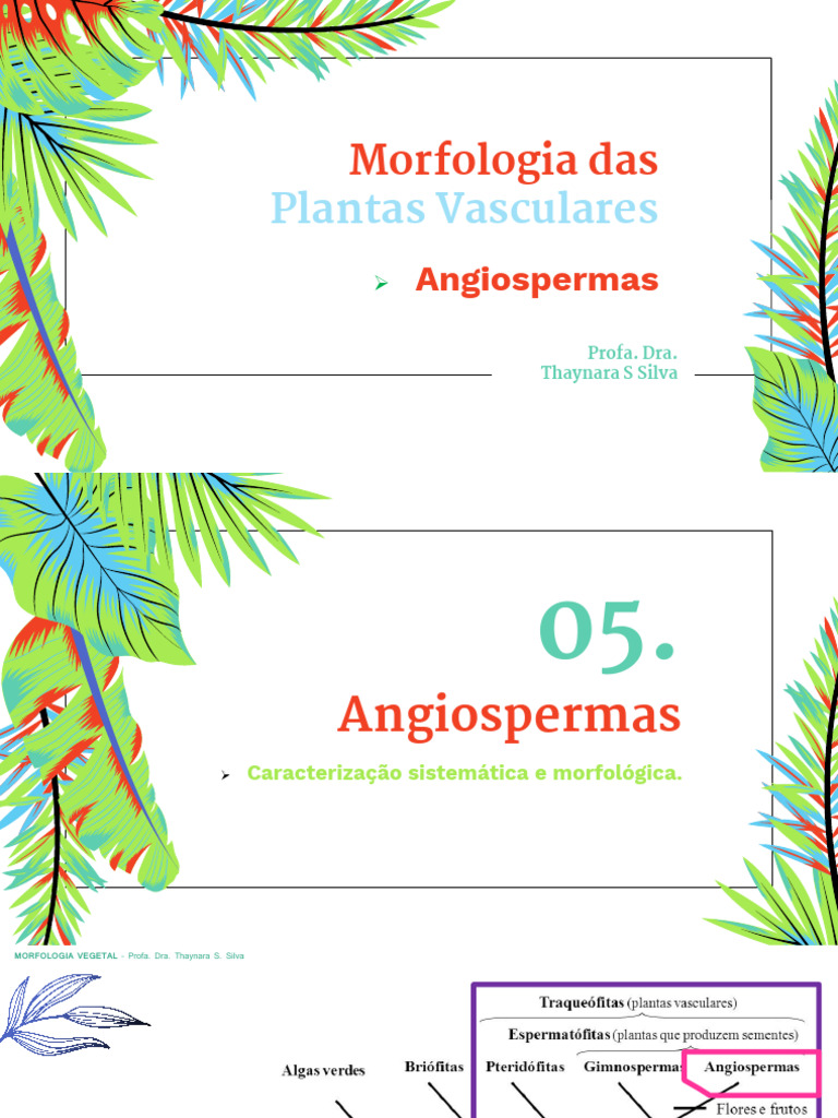 Aula 5 - Morfologia Vegetal - Angiospermas | PDF | Flores | Plantas