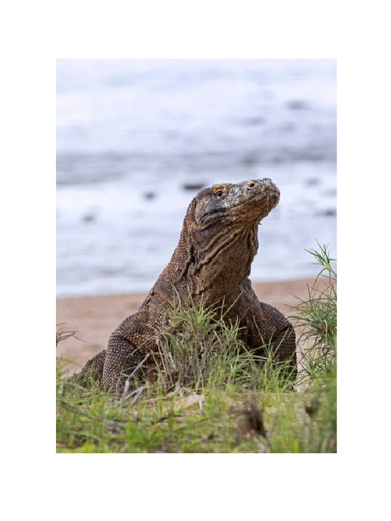 Dragón de Komodo | PDF