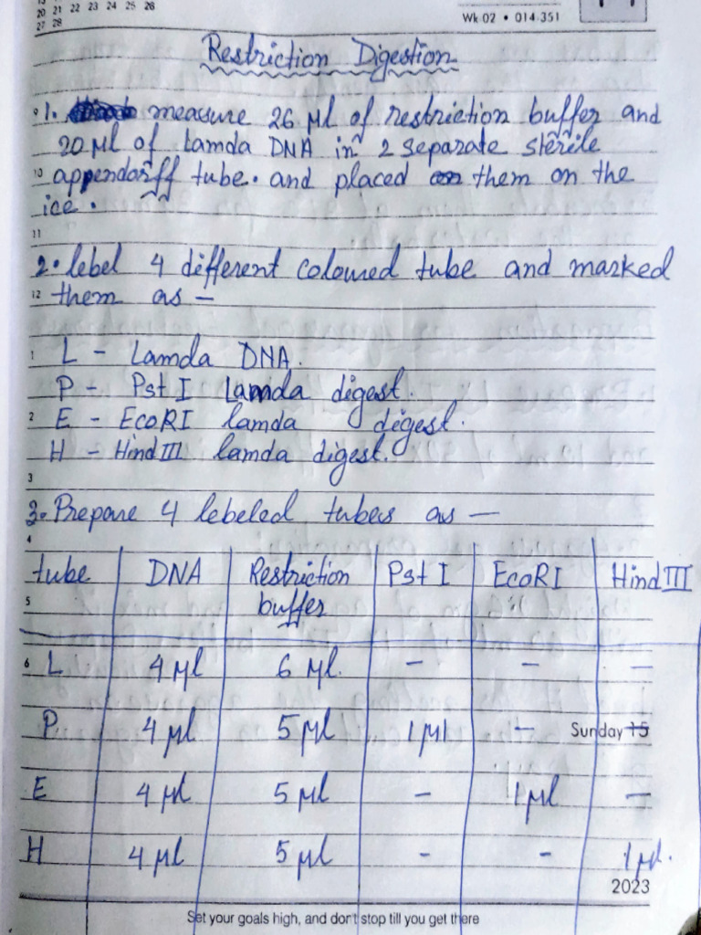 Restriction Digestion of Landa DNA | PDF | Biochemistry | Chemistry