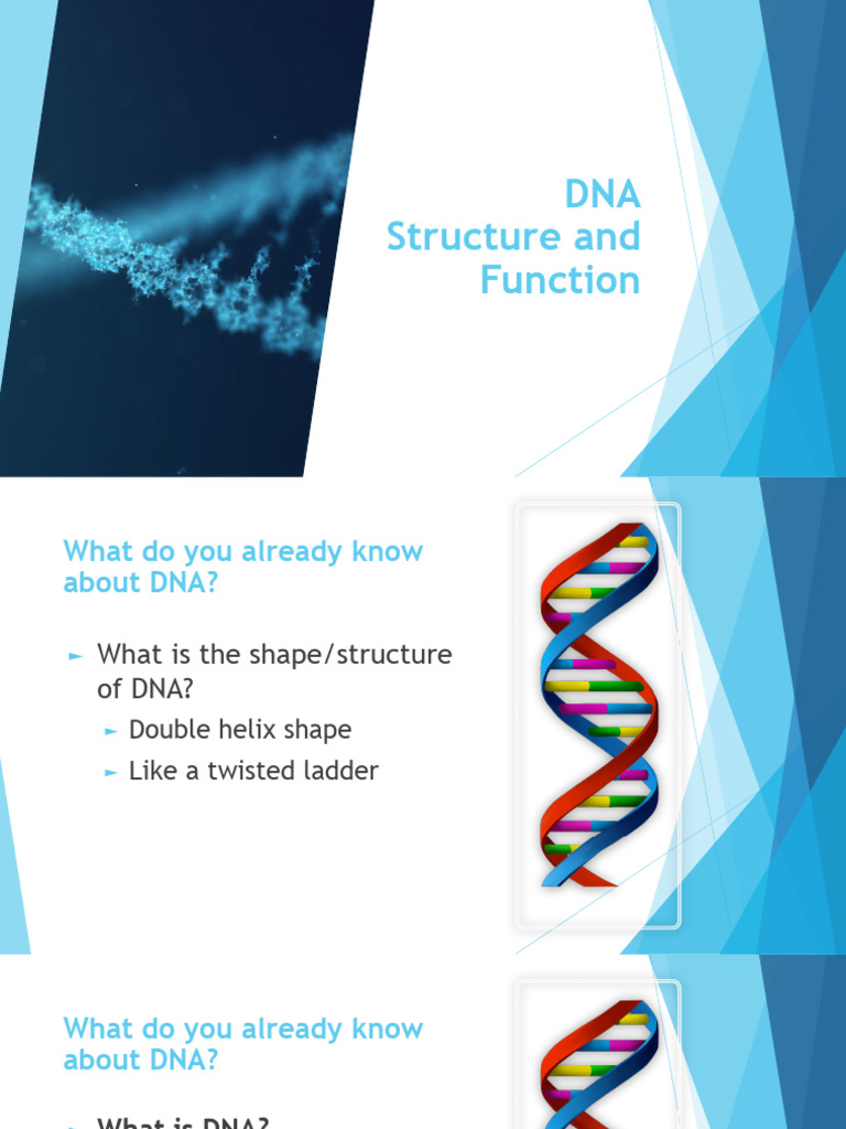DNA Structure Function 22 23 | PDF | Dna | Molecular Biology