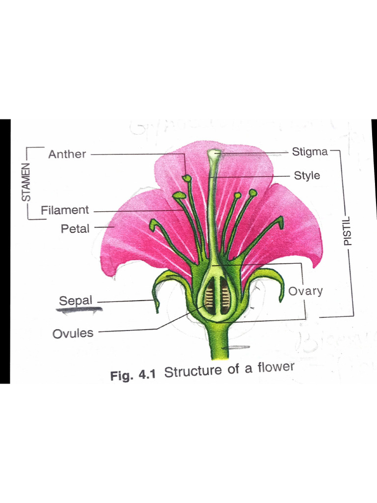 Diagrams Related To Flower | PDF