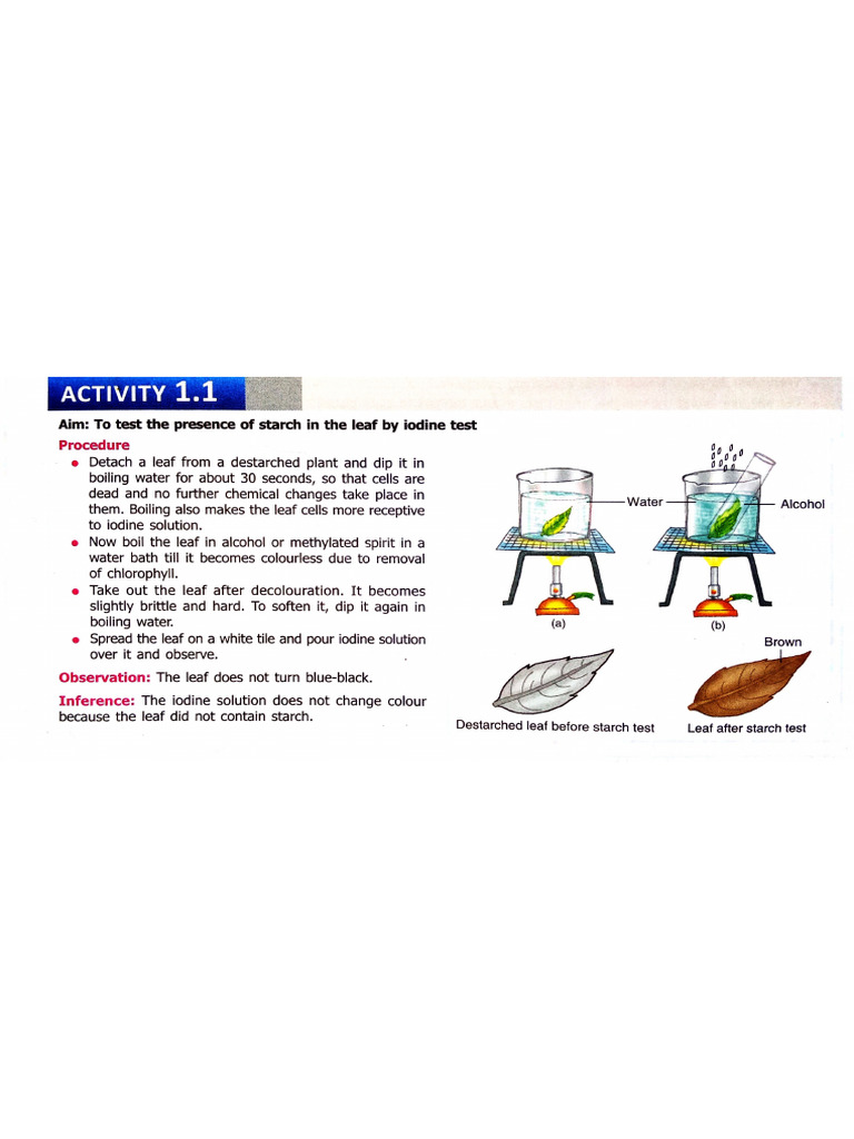 Biology - Activities | PDF