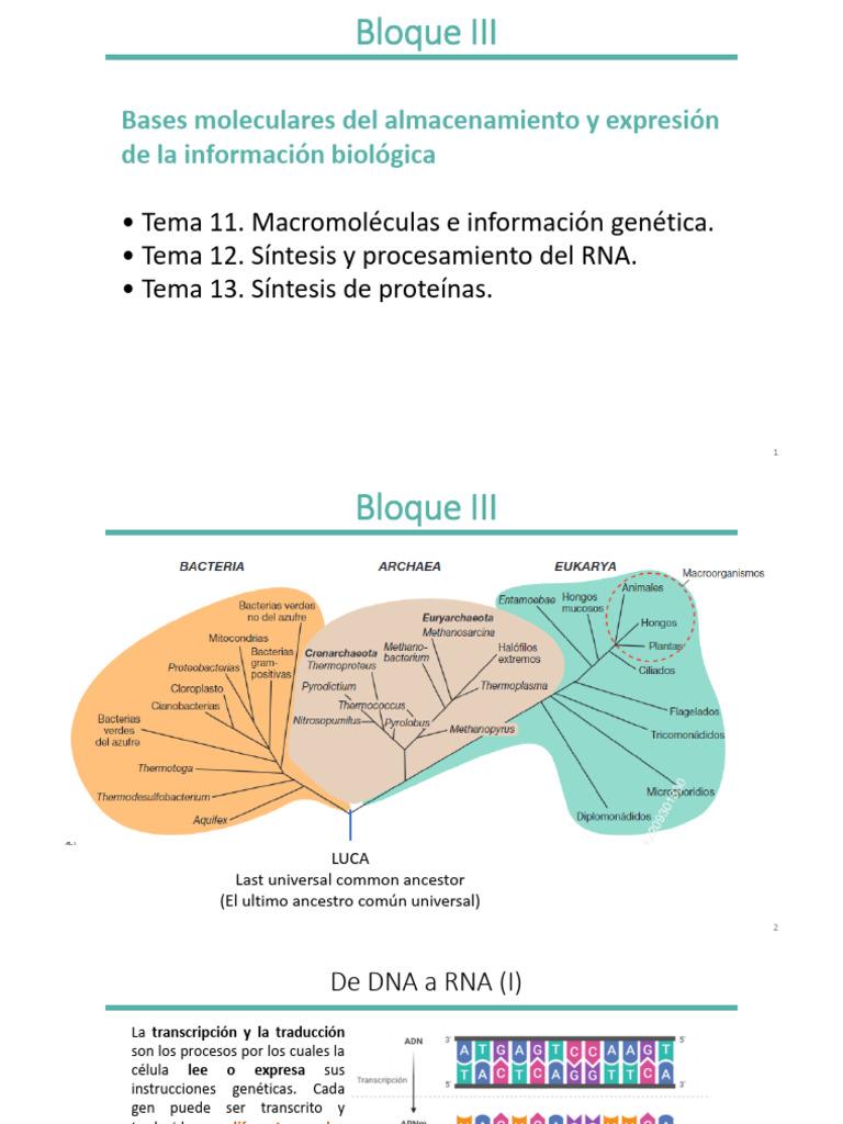 Síntesis y Procesamiento del RNA | PDF | Rna | Messenger Rna
