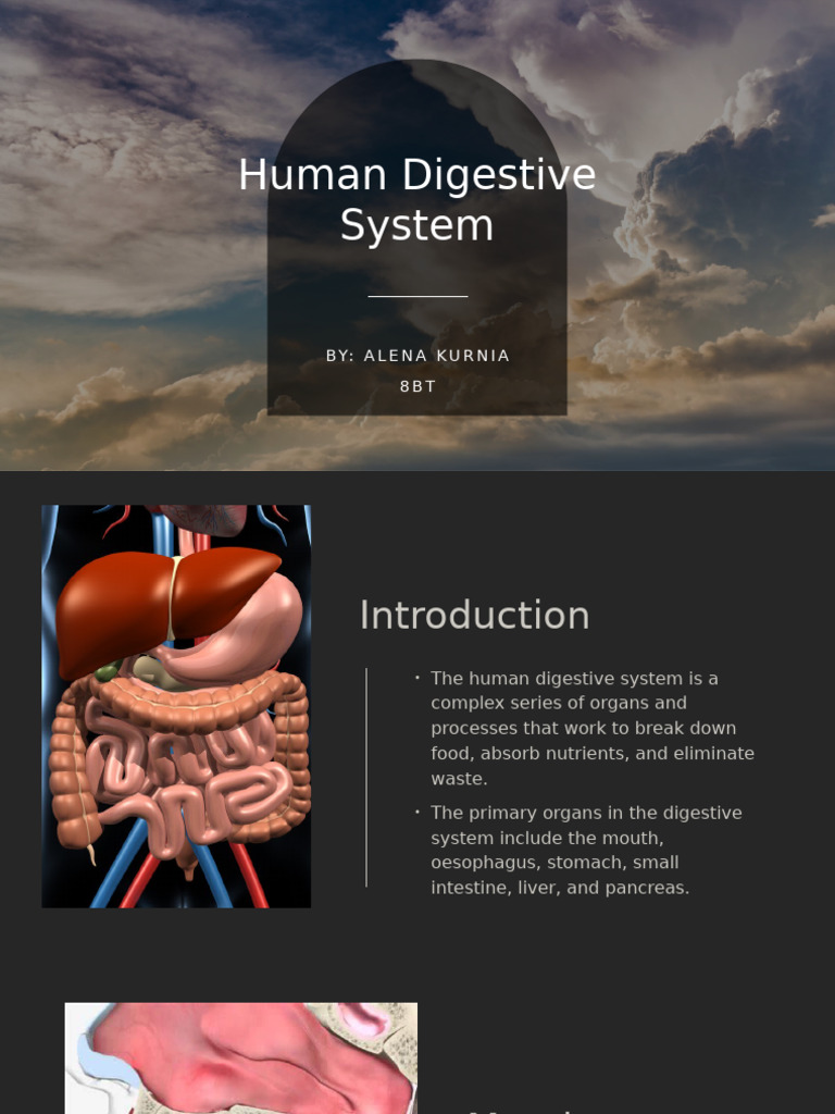 Human Digestive System | PDF | Digestion | Human Digestive System