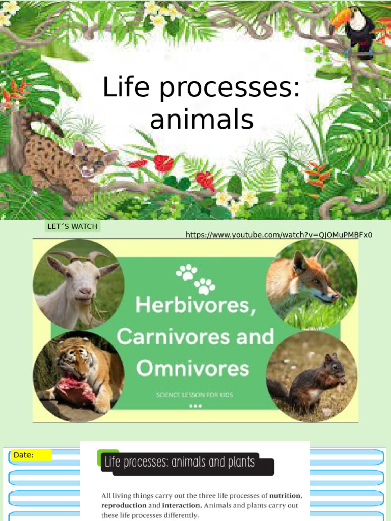 Week 4 Life Processes Animals | PDF