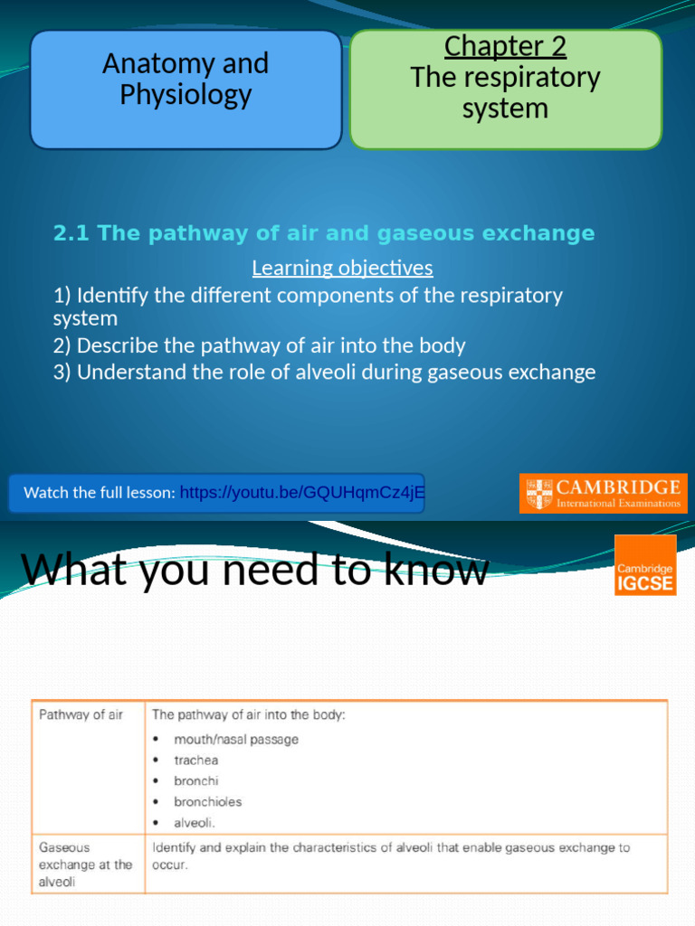 Chapter 2 Respiratory System Keynote | PDF | Breathing | Respiratory System