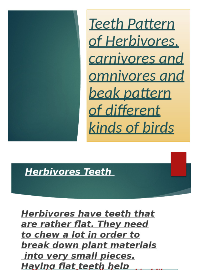Science Holiday HW of Different of Teeth of Animals | PDF | Tooth | Beak