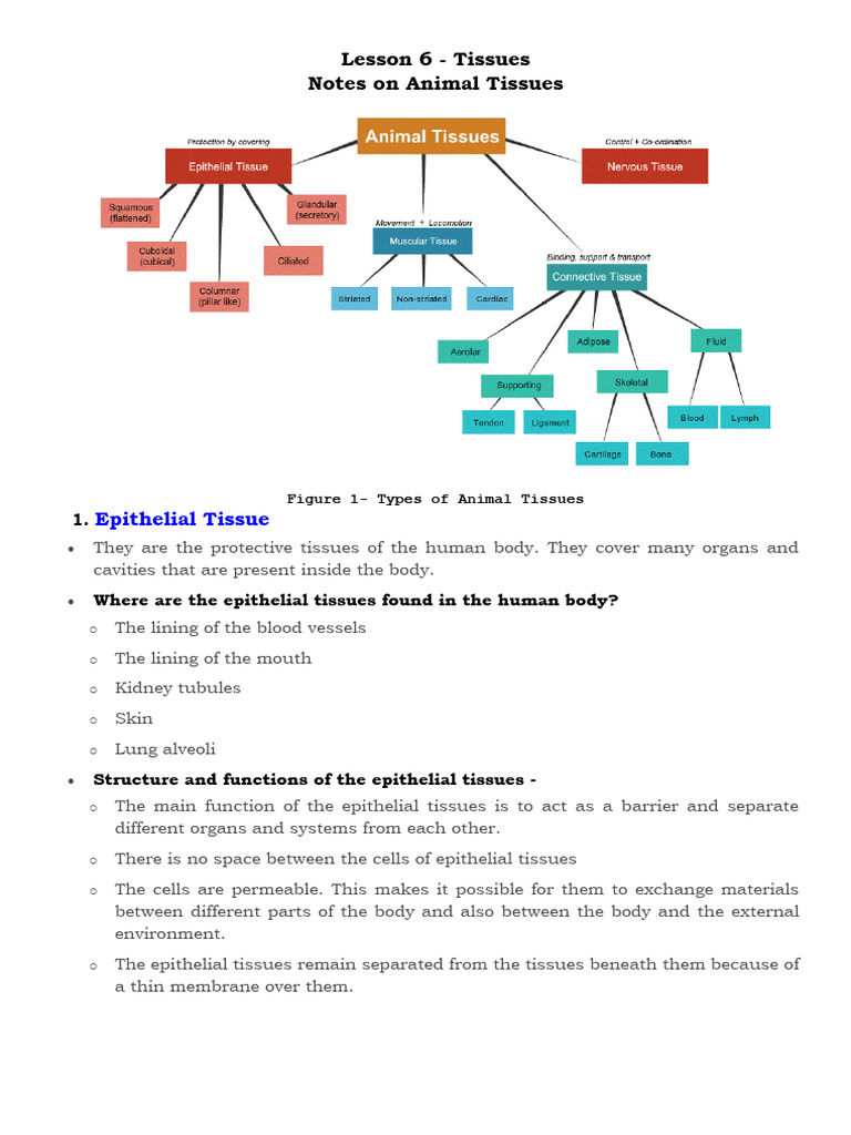 2 (Write) Les 6 Animal Tissue Notes | PDF | Epithelium | Muscle