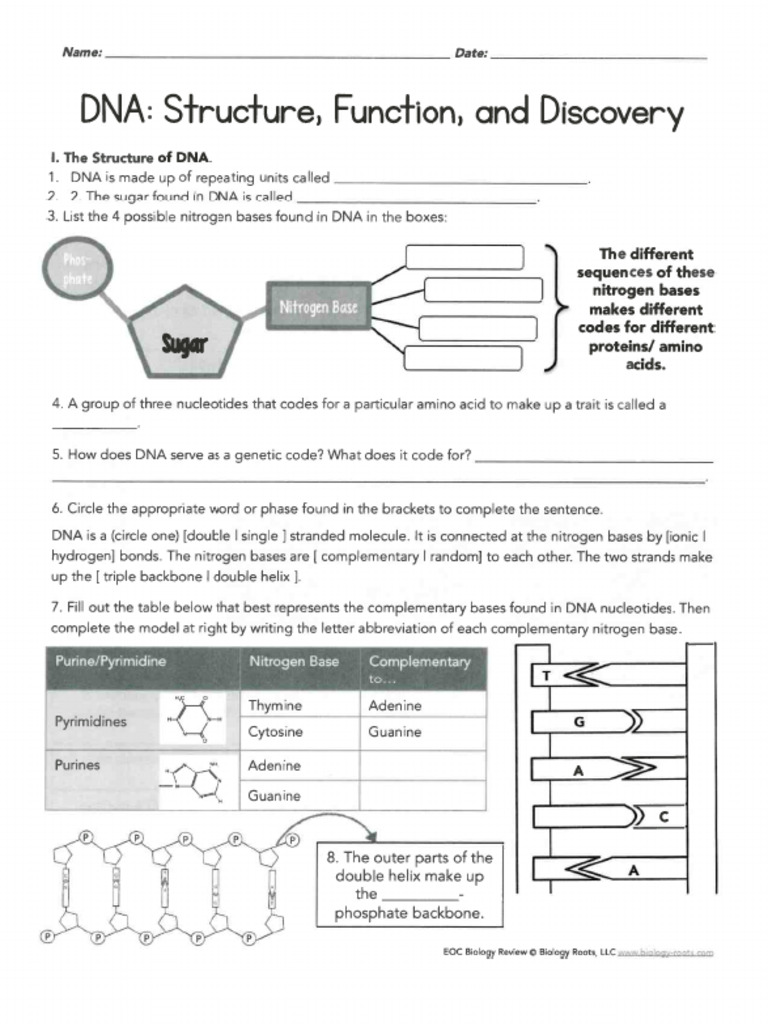 DNA Structure and Function | PDF