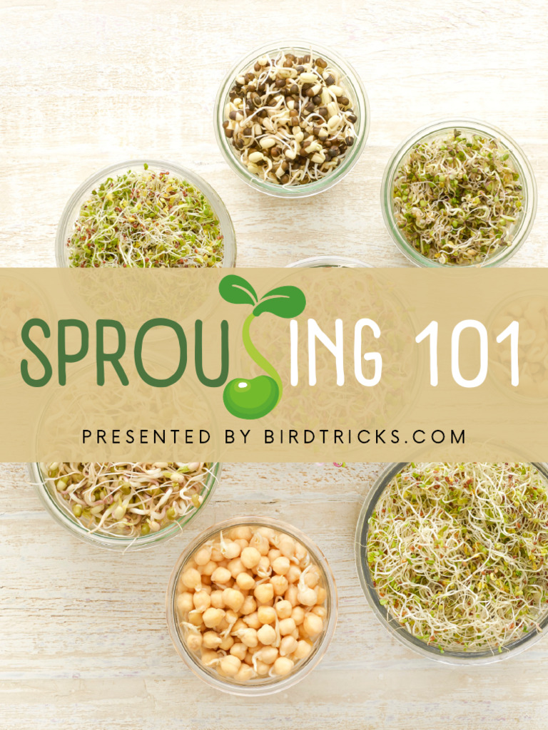 Sprouting_101_by_BirdTricks | PDF | Bean | Crops