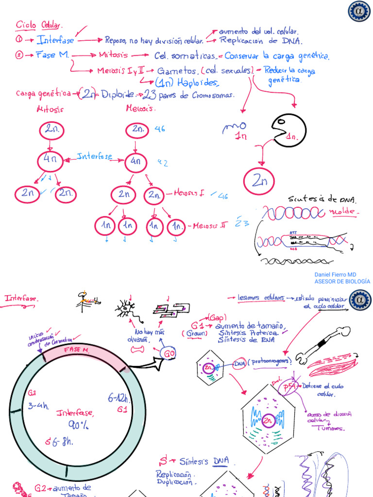 G1 Y 3. Ciclo Celular | PDF | Relaciones personales, crianza y desarrollo personal | Ciencia y ...