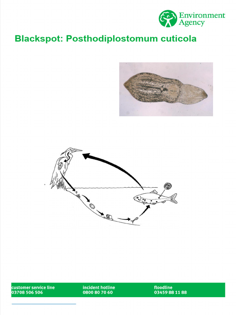Understanding Blackspot in Fish | PDF | Fish | Parasitism
