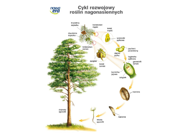 Cykl Rozw Nagonasiennych | PDF