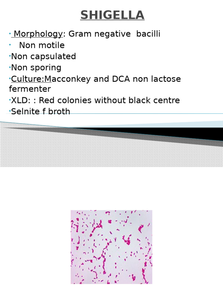 shigella | PDF | Serotype | Microbiology