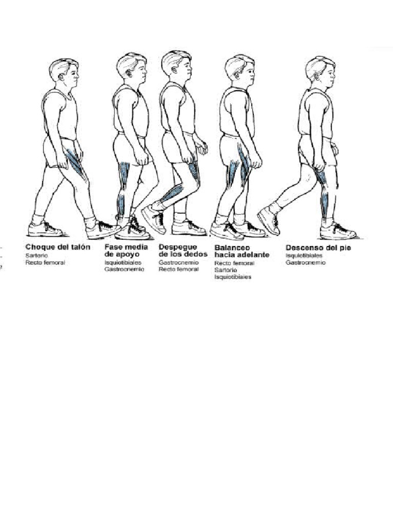 Fases de La Marcha | PDF