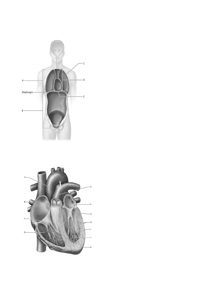 Bio182 Quiz: Body Cavities & Heart Anatomy | PDF | Science & Mathematics