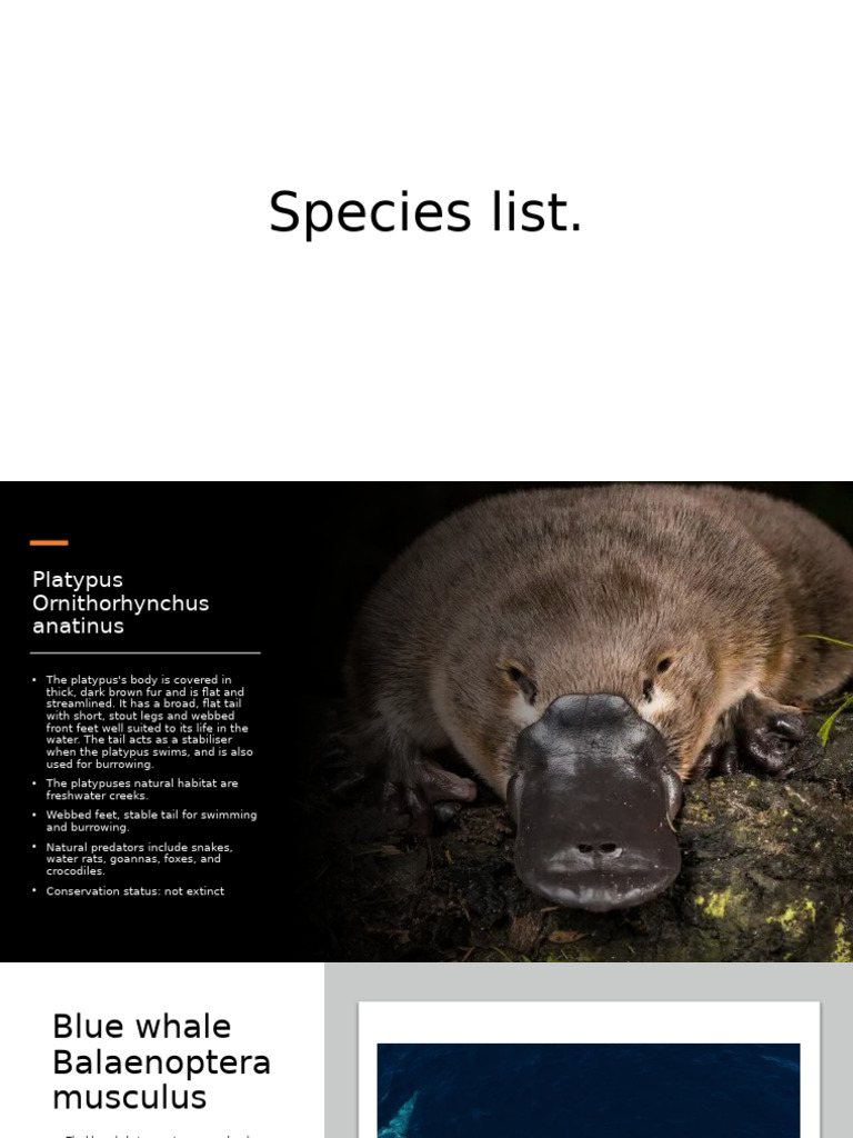 Classification | PDF | Whales