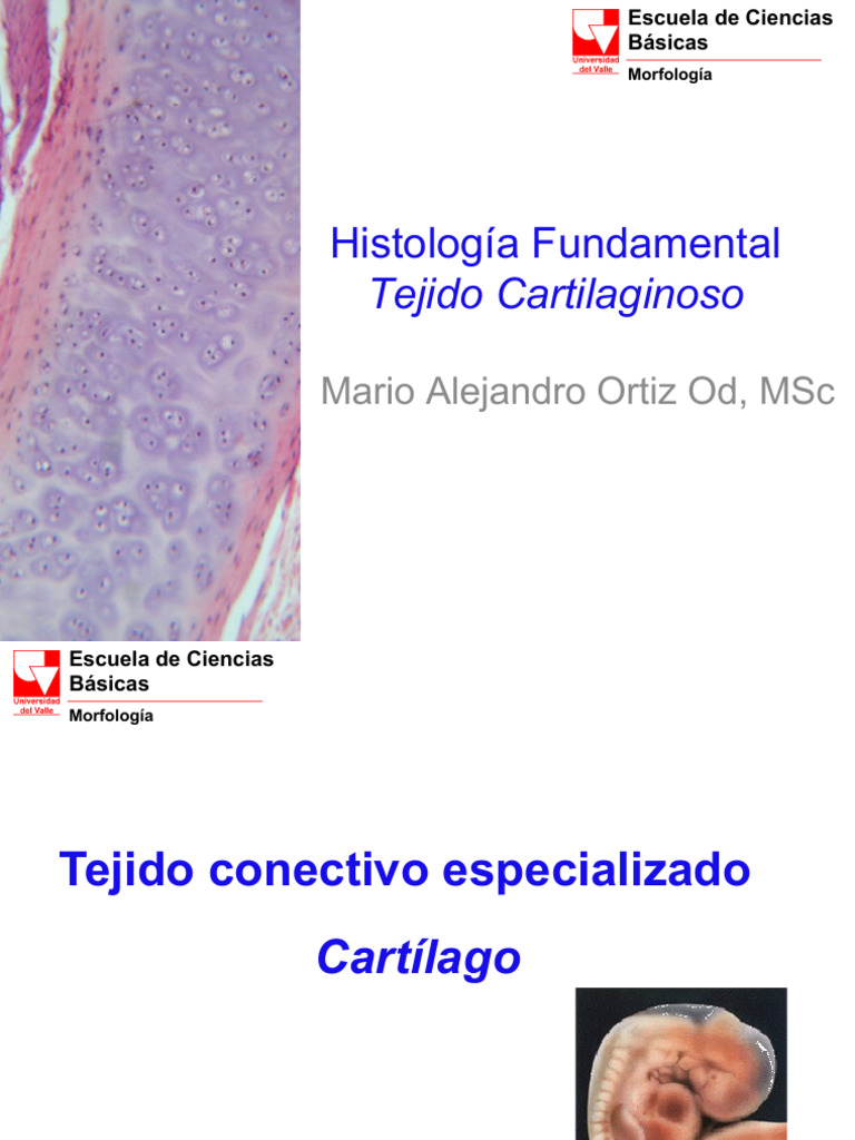 Cartilago | PDF | Cartílago | Sistema esquelético