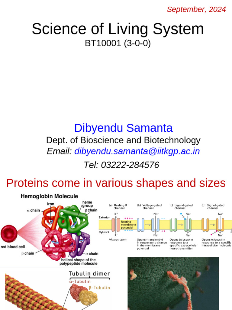 Protein Structure and Folding - Sept 2024 - D. Samanta | PDF | Amino ...