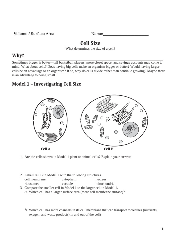 Cell Size Worksheet | PDF | Cell (Biology) | Area