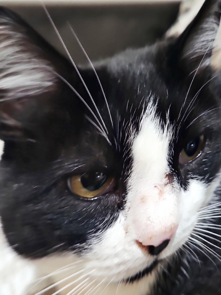 Gato | PDF