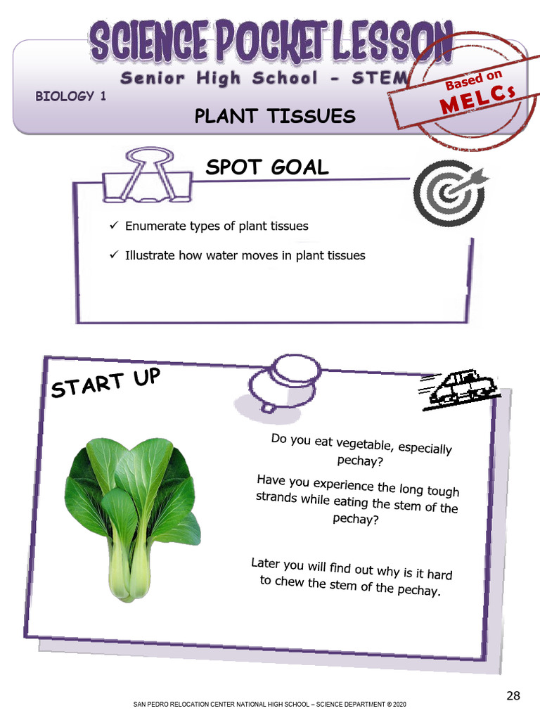 5 Plant Tissue Pdf Tissue Biology Botany