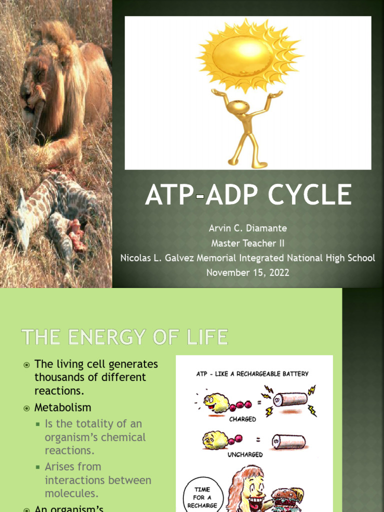 ATP-ADP-Cycle | PDF | Adenosine Diphosphate | Adenosine Triphosphate ATP-ADP-Cycle | PDF | Adenosine Diphosphate | Adenosine Triphosphate