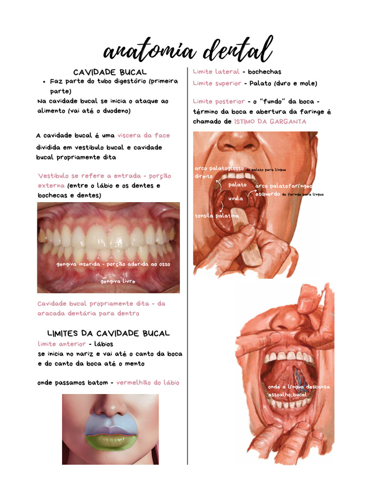 Aula 1 - Caracteristicas Gerais | PDF | Língua | Boca