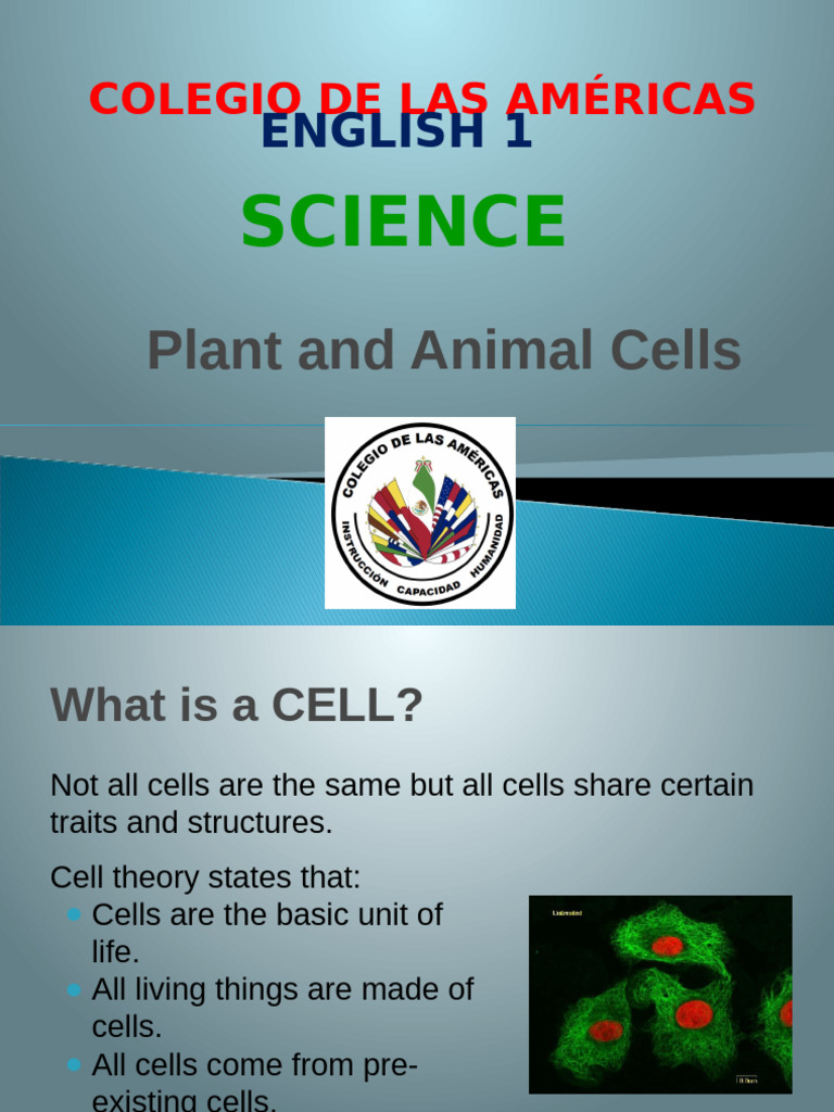 01 - 1.1a - Plant and Animal Cells | PDF | Cell (Biology) | Cell Membrane