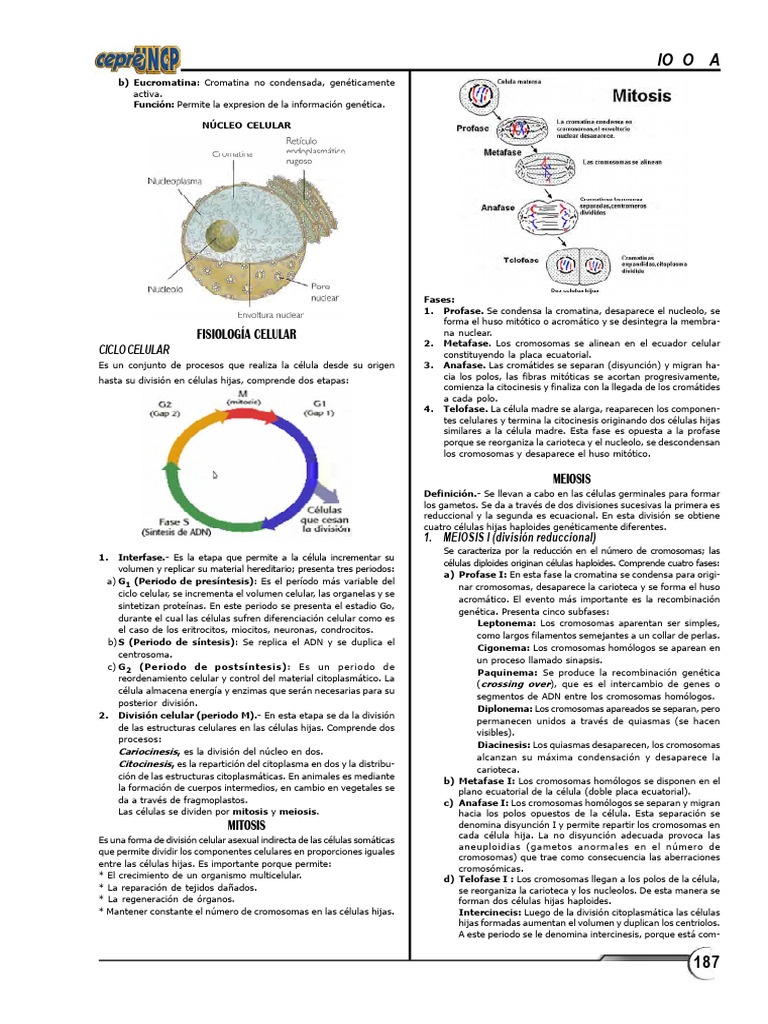 Compedio Uncp-Biologia-187-189 | PDF | Mitosis | Mitosis