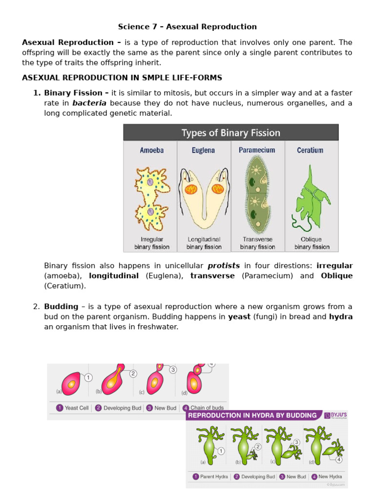 asexual reproduction | PDF | Reproduction | Biology