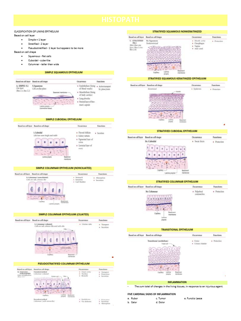 1 Histopath | PDF | Epithelium | Fixation (Histology)