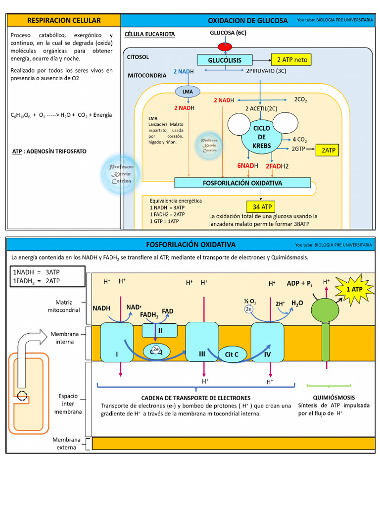 Semana 7 Respiracion Celular | PDF