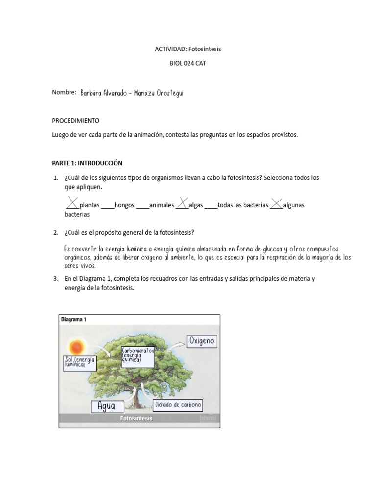 Actividad Fotosíntesis Sjsjs | PDF | Fotosíntesis | Biología