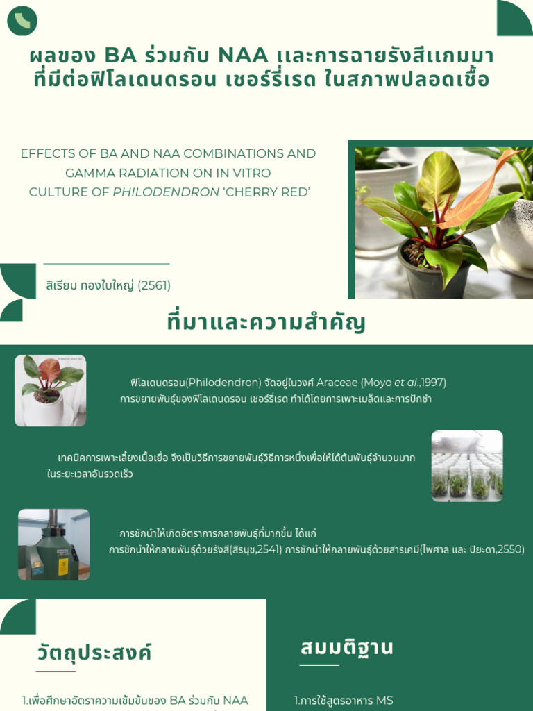 ผลของ BA ร่วมกับ NAA เเละการฉายรังสีเเกมมา ที่มีต่อฟิโลเดนดรอน เชอร์รี่เรด - 20240514 - 164943 ...