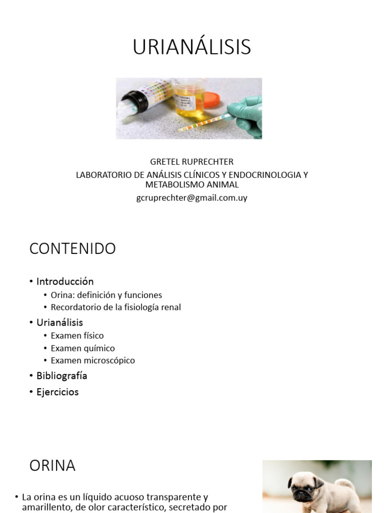 Guía Completa de Urianálisis Clínico | PDF | Orina | Sistema urinario