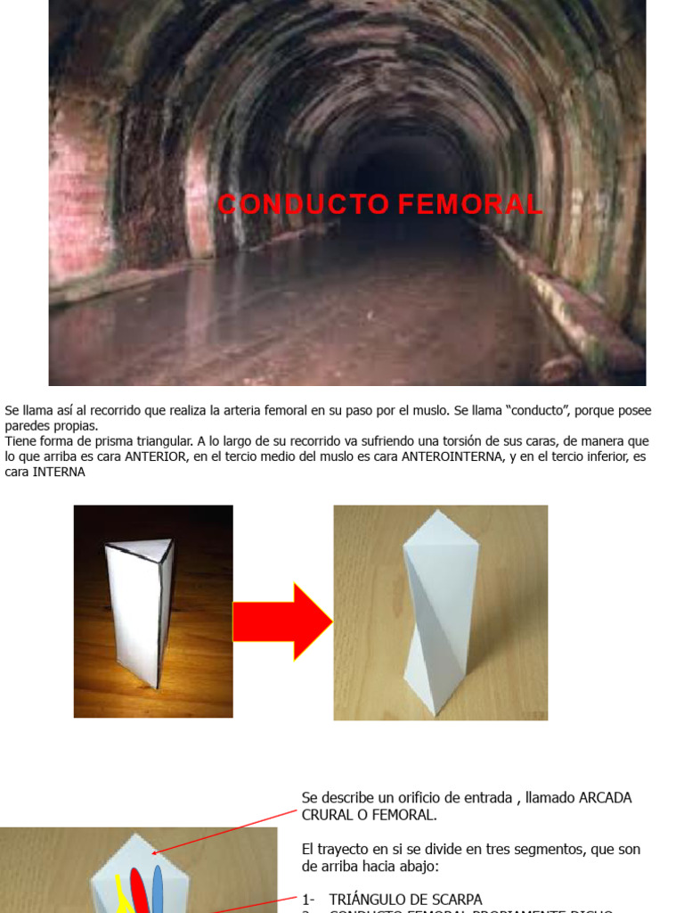 17 Conducto Femoral | PDF | Anatomía del miembro inferior | Sistema ...