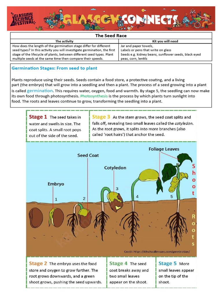 Seed Germination Race Experiment | PDF