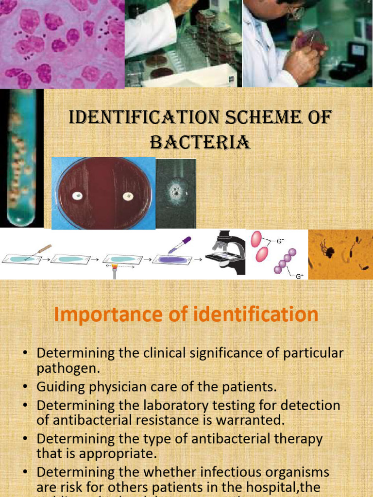 Micro Organism Identification Bacteria and Virus | PDF | Polymerase ...