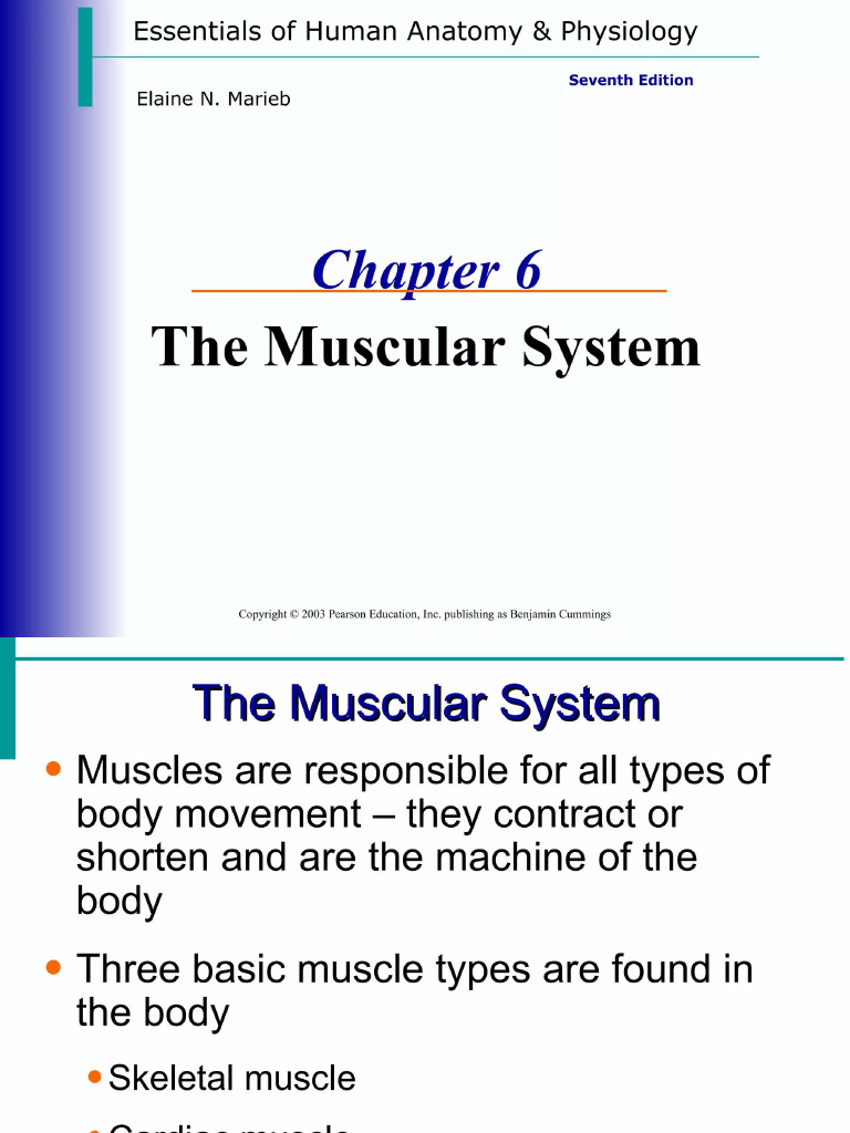 Muscular System | PDF