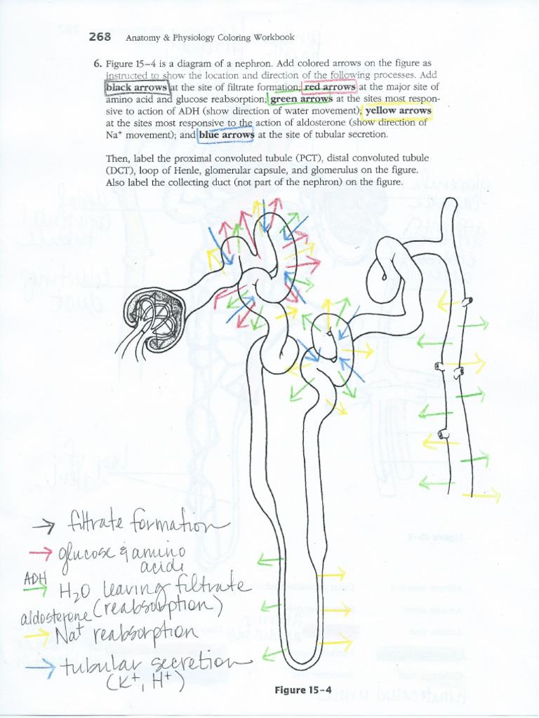 Nephron Diagrams - Completed | PDF