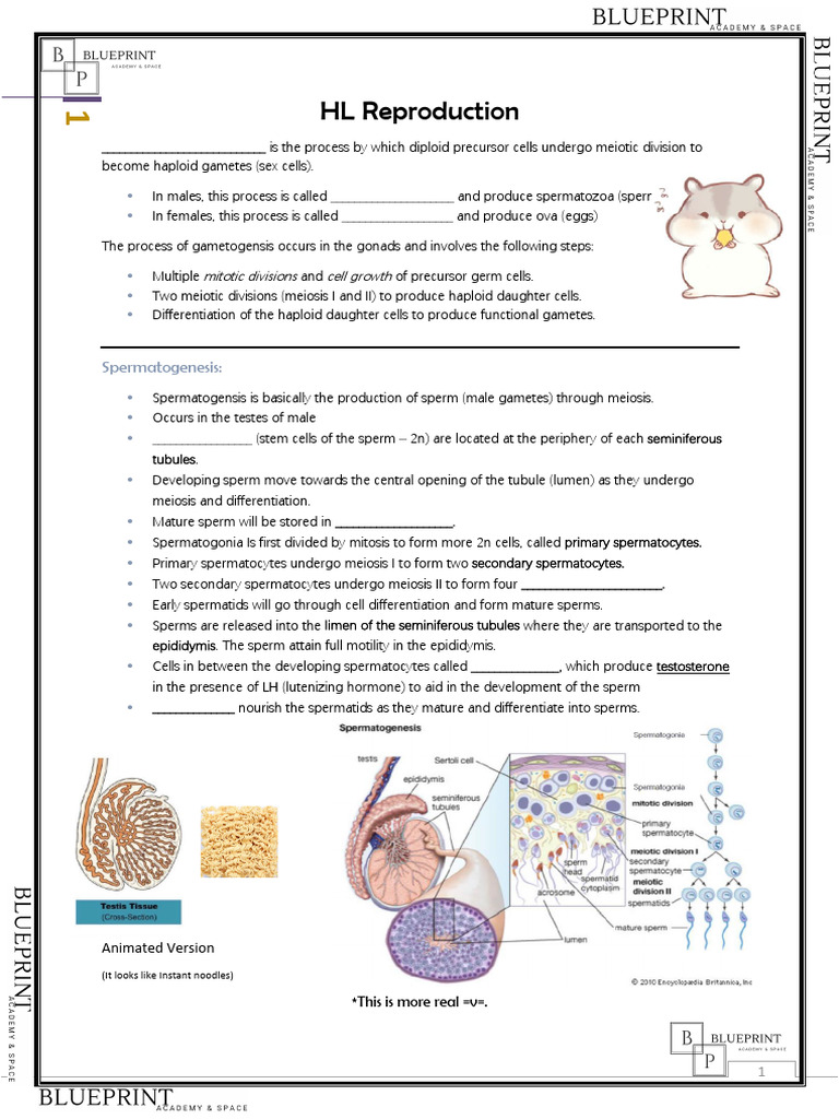 HL Reproduction STUDENT Booklet | PDF | Meiosis | Placenta
