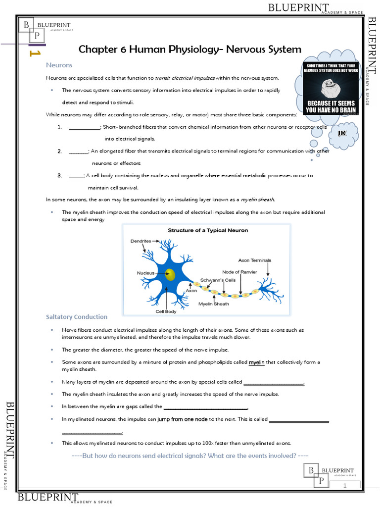 Nervous System STUDENT Booklet | PDF | Chemical Synapse | Action Potential