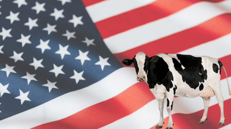The Cow That Never Was | PDF