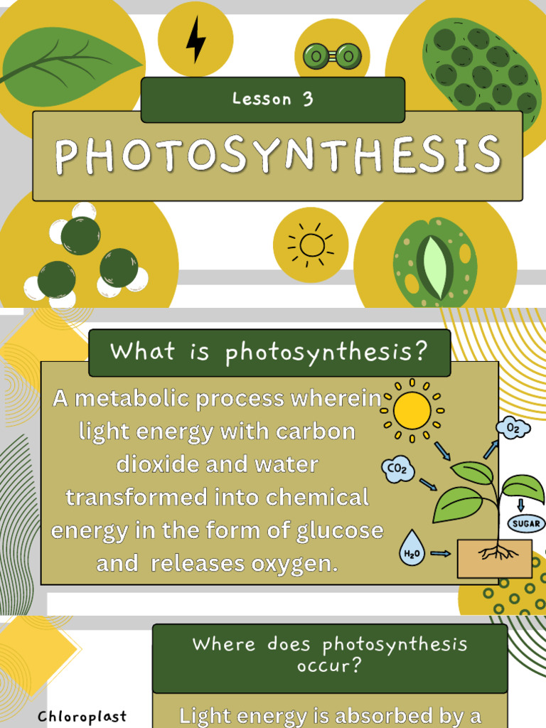 Lesson 3.1 Light Dependent Reaction | PDF | Photosynthesis | Chloroplast