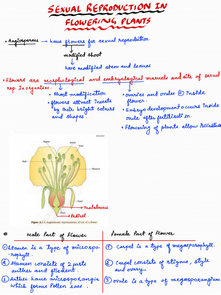 Sexual Reproduction in Flowering Plants | PDF