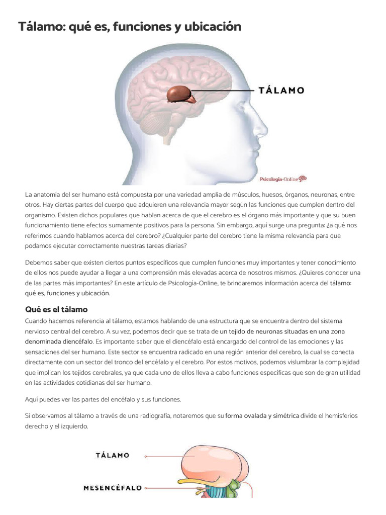 Tálamo - Qué Es, Funciones y Ubicación | PDF | Cerebro | Tálamo
