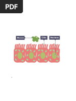 Specialised Animal Cells - Living Organisms - KS3 Biology - BBC ...