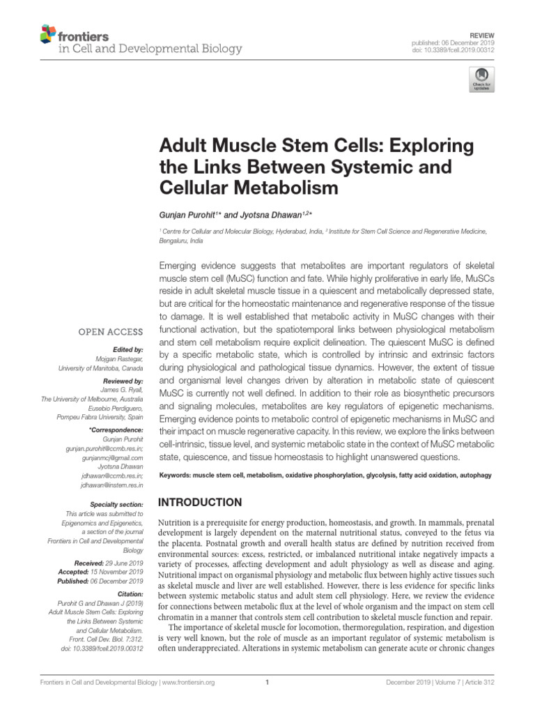 Adult Muscle Stem Cells: Exploring The Links Between Systemic and Cellular Metabolism | PDF ...