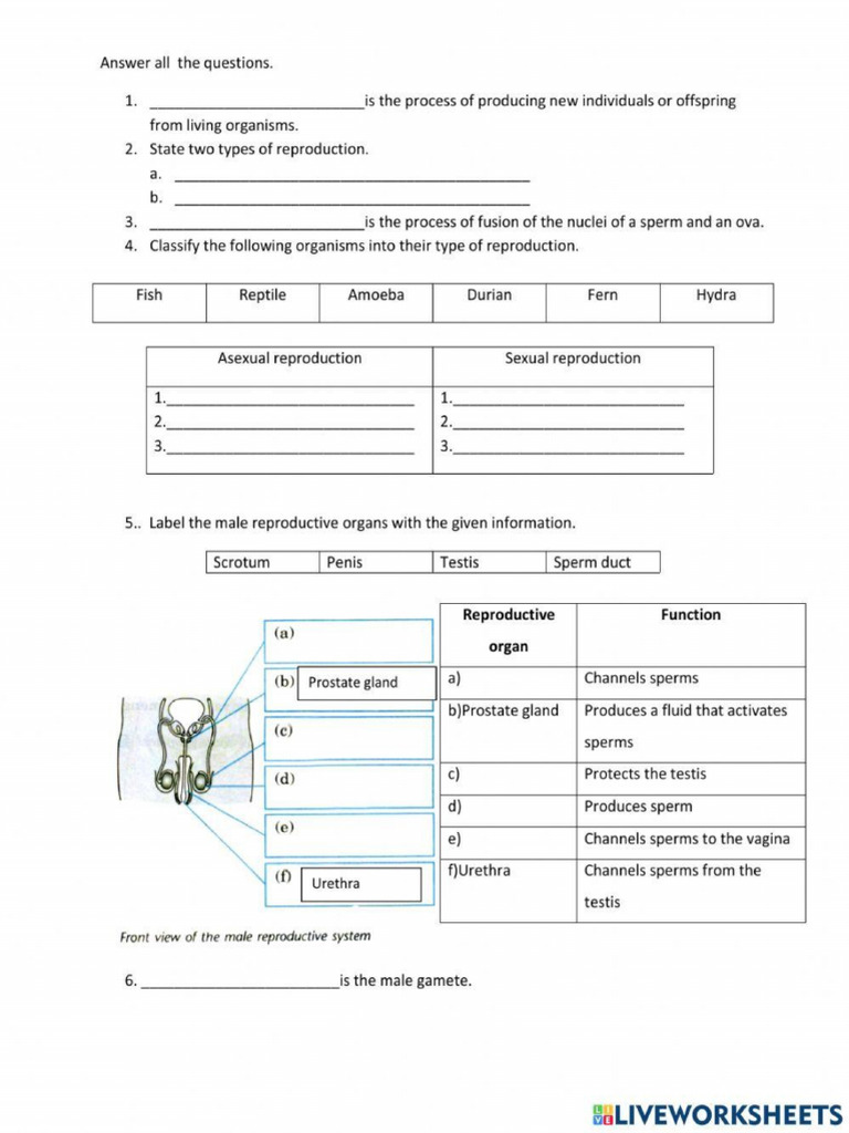 Form 1 Reproduction 240722 213832 | PDF